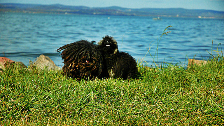 The Hungarian Puli rearing that...– Part 2. :)