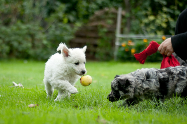 Hungarian dog breeds - Mudi is the eager beaver - ItsHungarian :)
